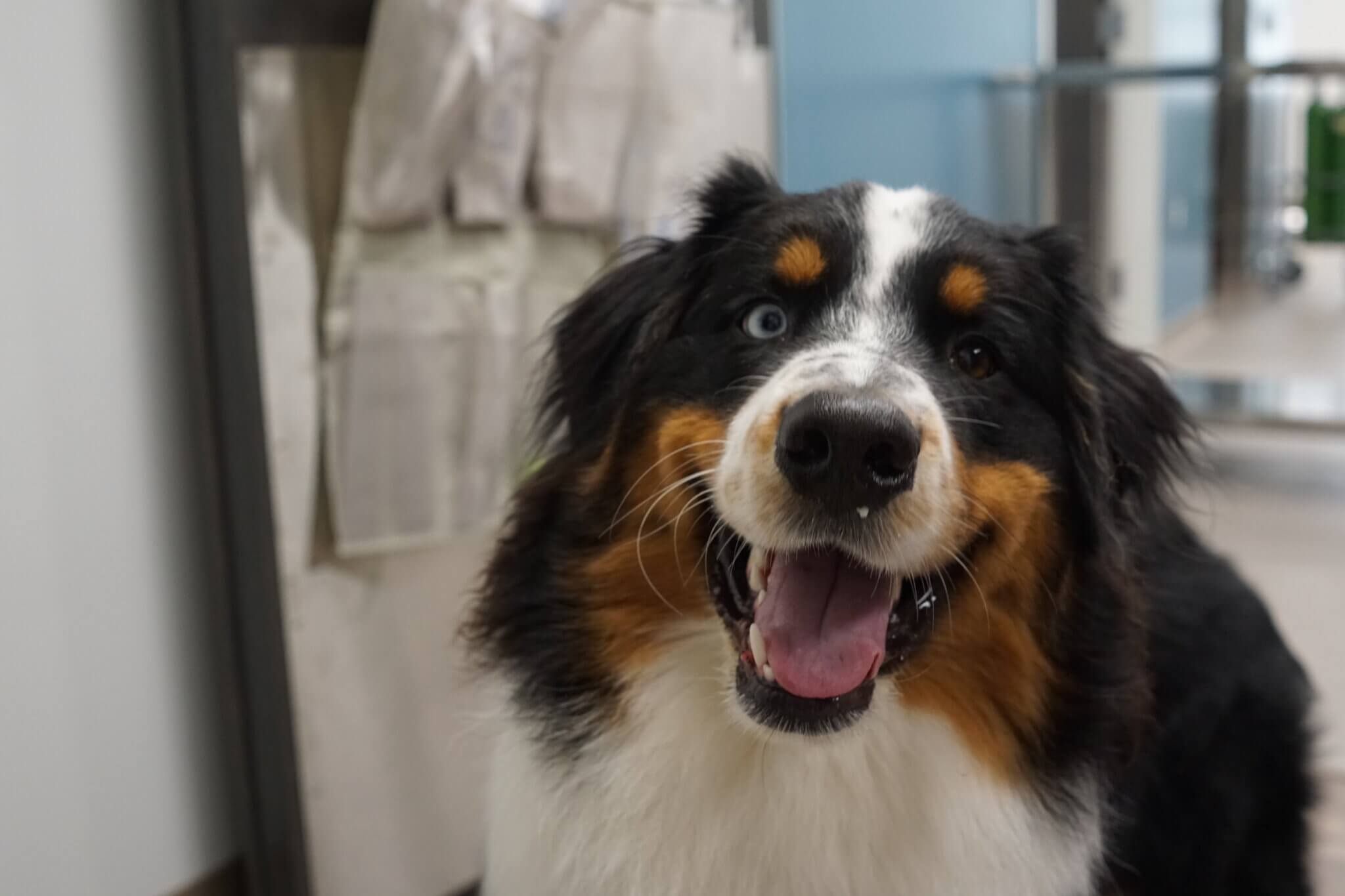 Monthly Rounds - Bellevue Veterinary Emergency and Specialty