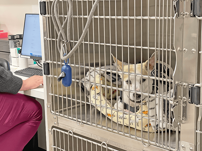 Emergency Veterinary Critical Care - Bellevue Veterinary Emergency and ...