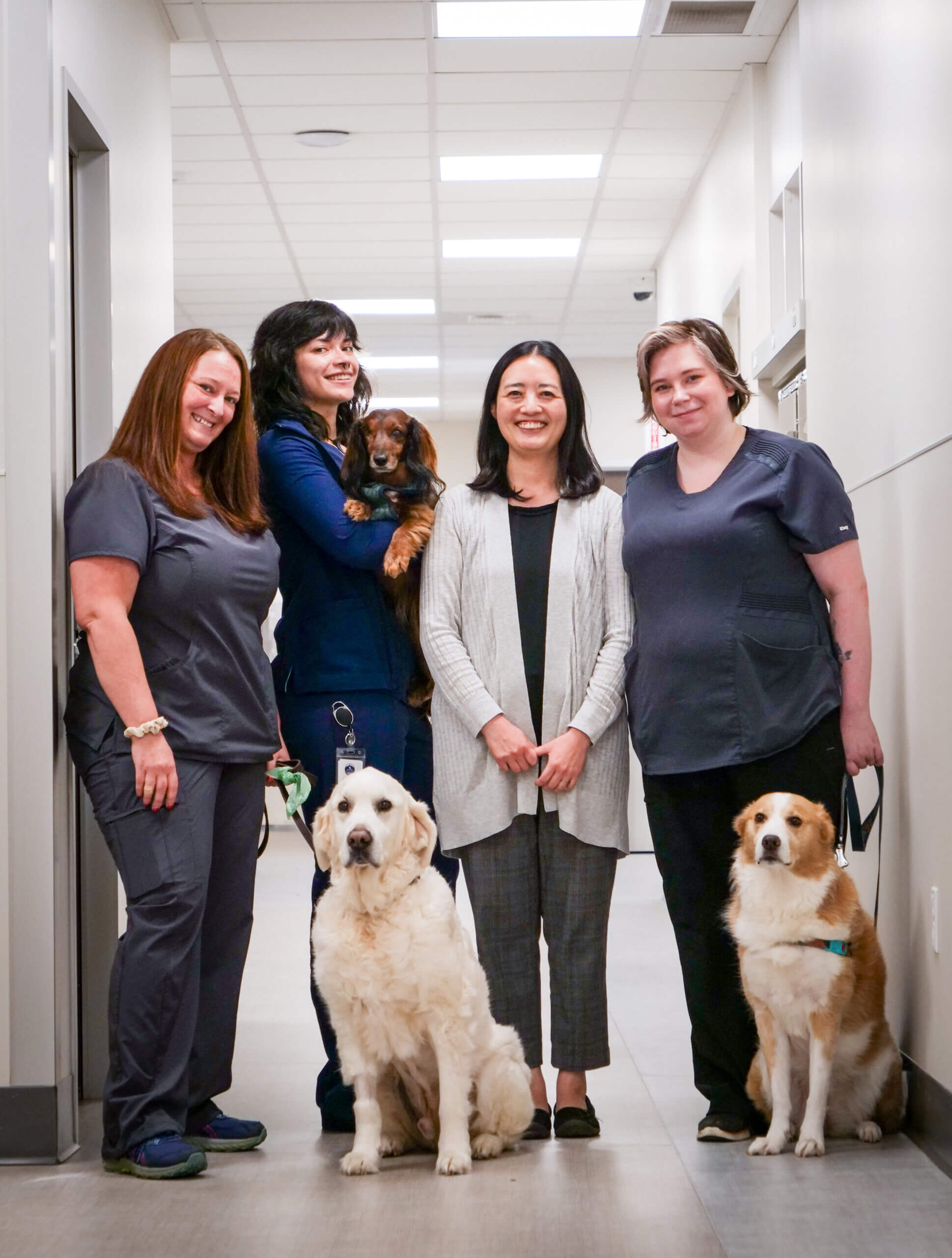 Pet Oncologist - Bellevue Veterinary Emergency and Specialty